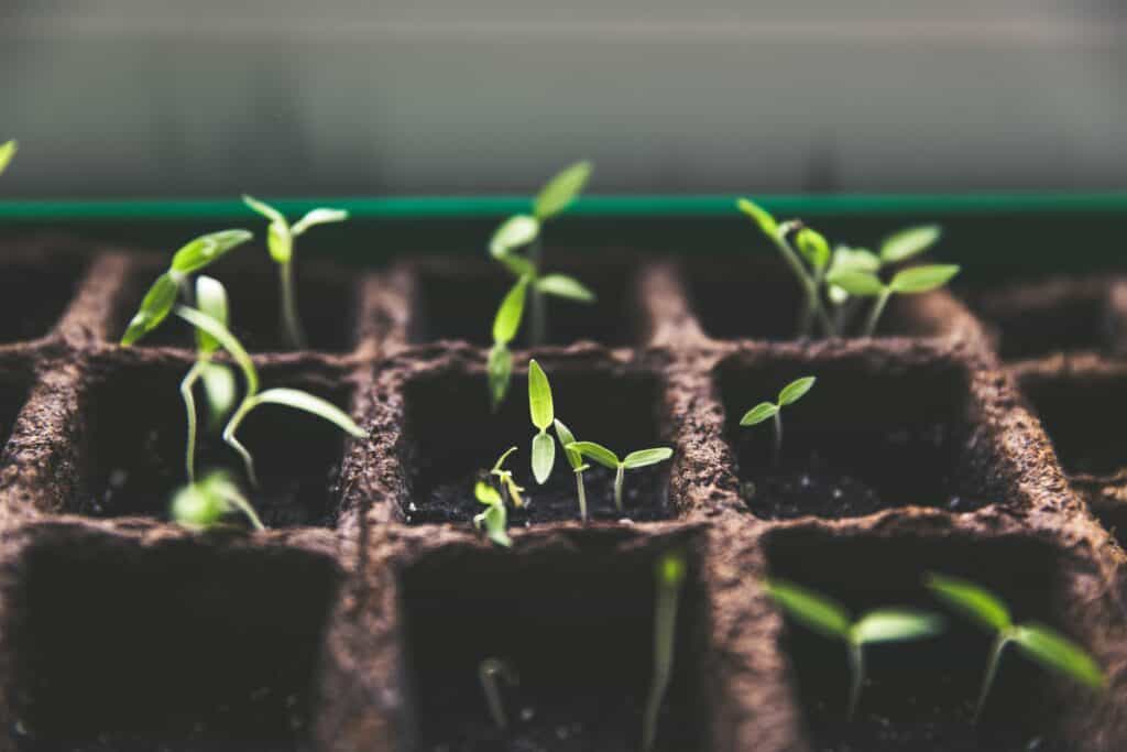 What's the Height of a Dwarf Moringa Tree? [We've Grown it] - Morning ...