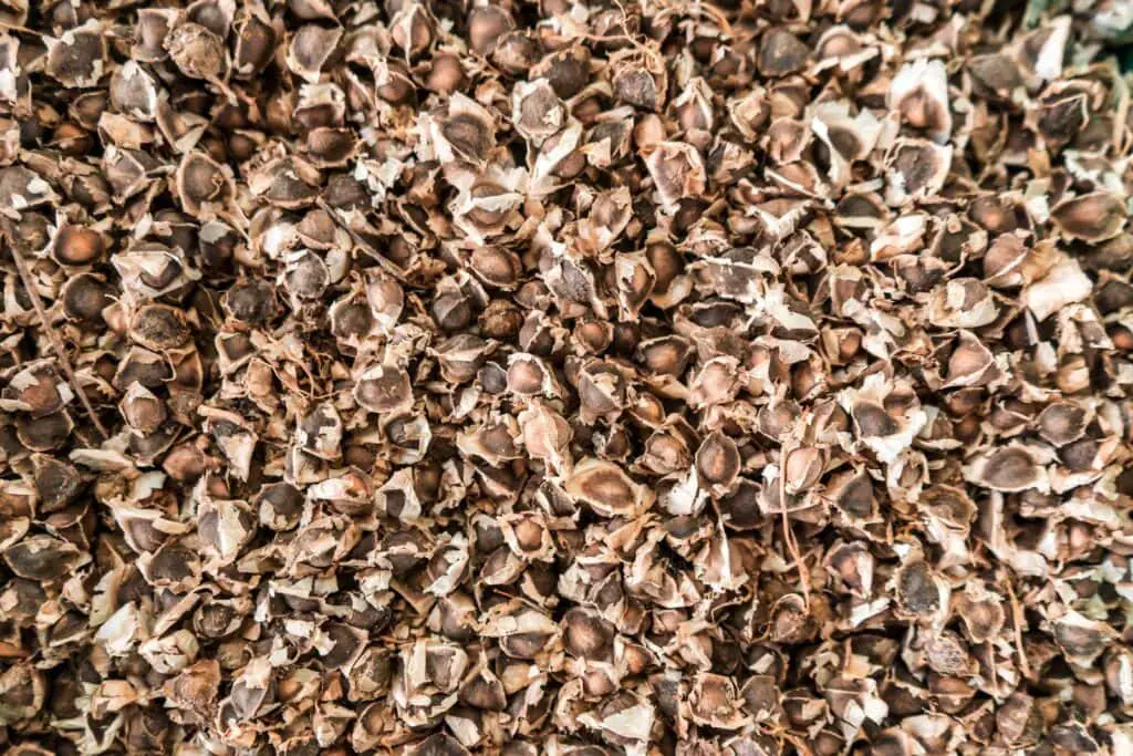 When Is The Best Time To Plant Moringa Seeds? [And How?] - Morning Gardens